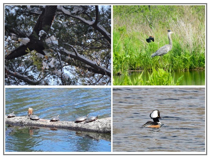 Annual Report – HLBI – Healthy Lake Boon